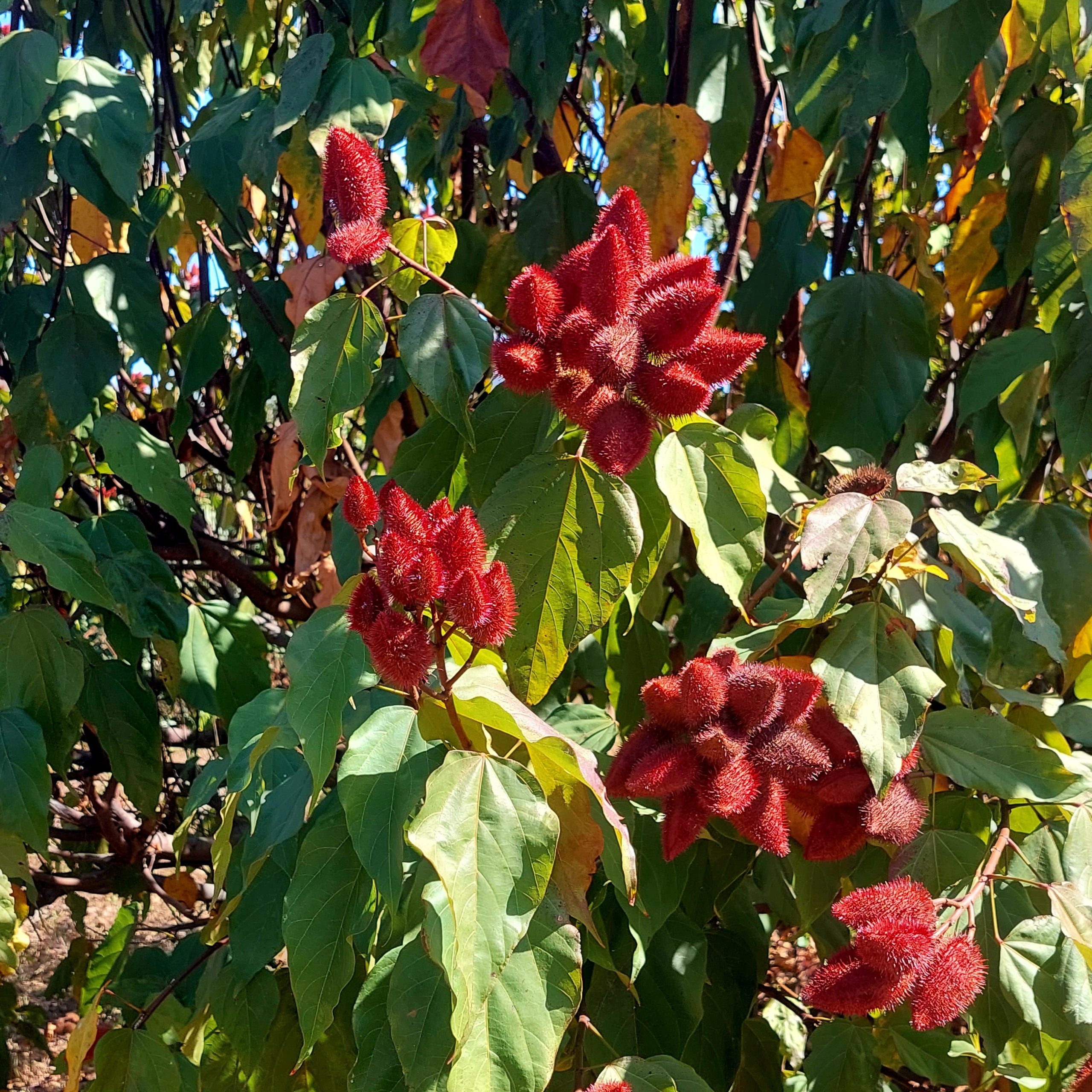 Colorau: o tempero que também dá cor aos alimentos