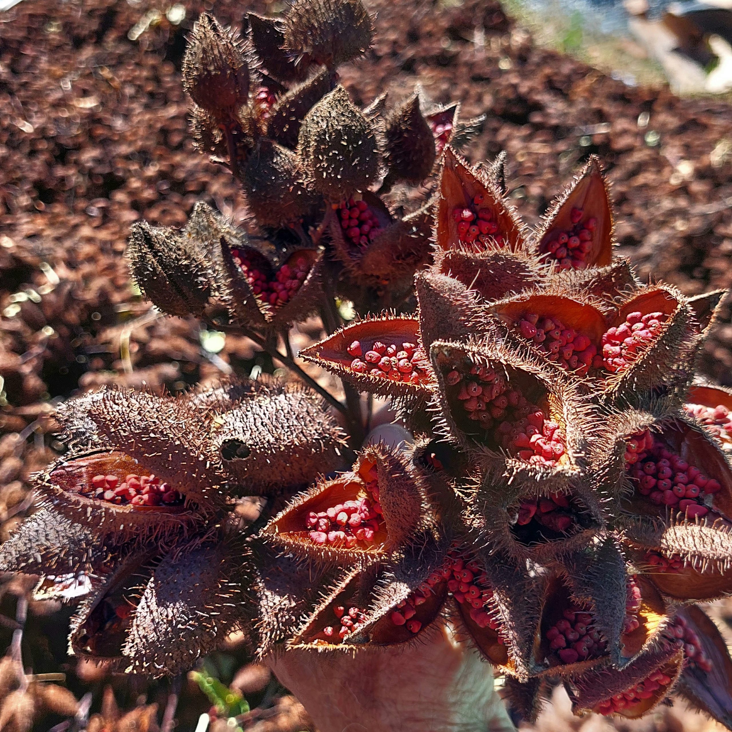 Colorau: o tempero que também dá cor aos alimentos