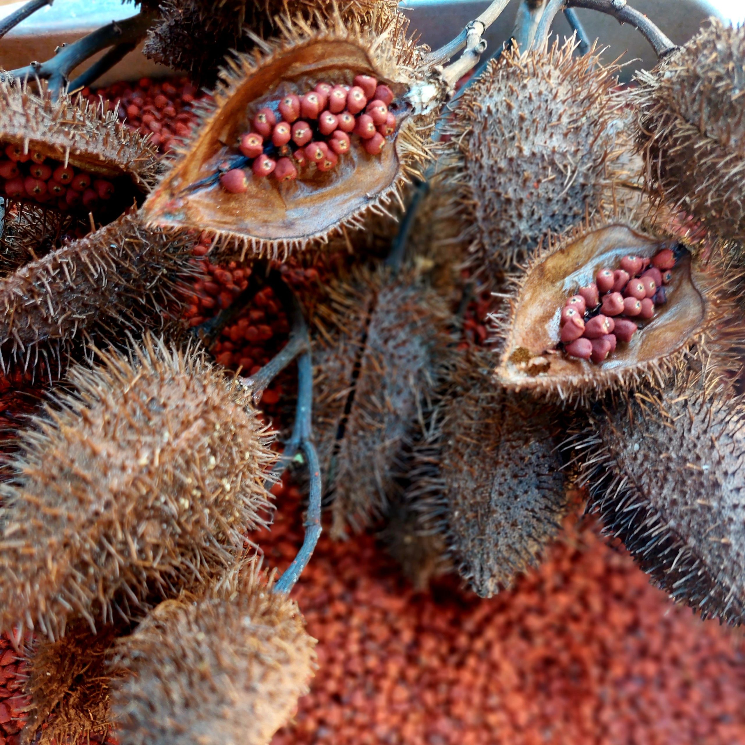 Colorau: o tempero que também dá cor aos alimentos